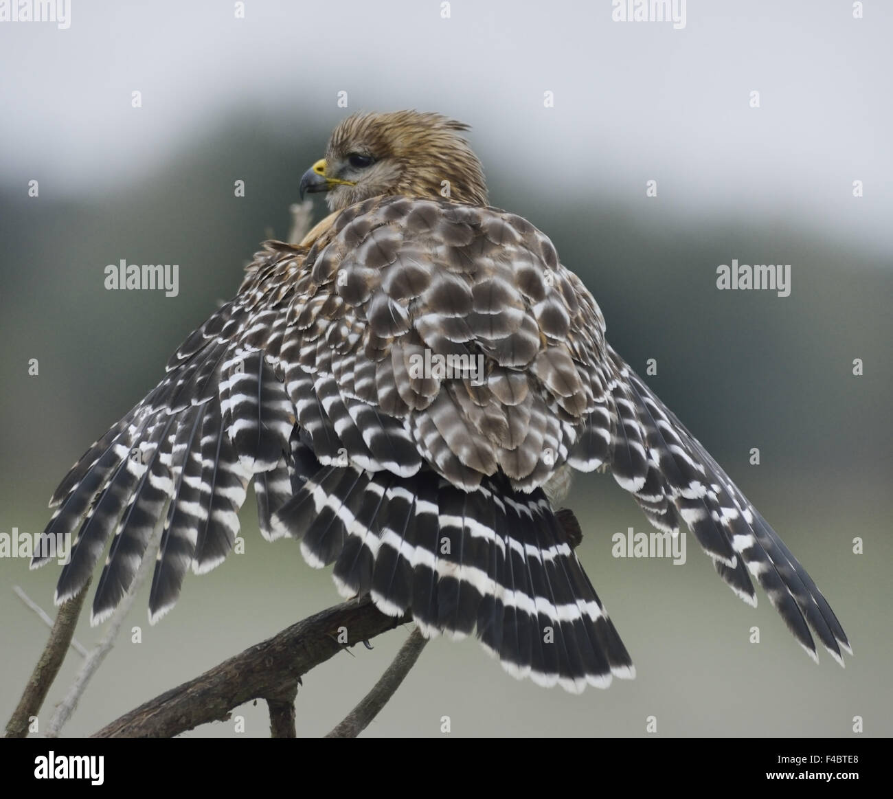 Red Shouldered Hawk Perching Stock Photo - Alamy