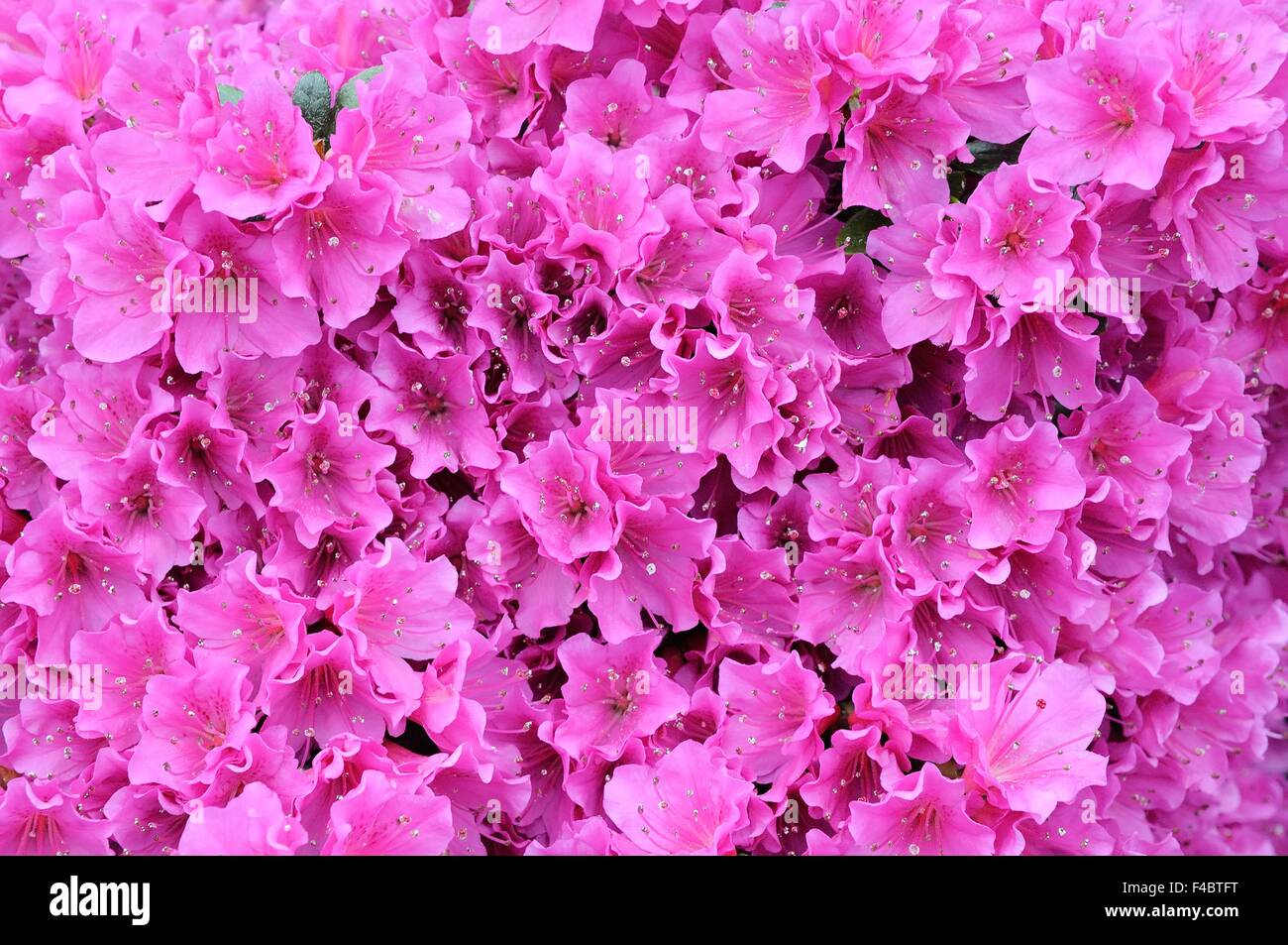 Dream in purple azalea blossoms Stock Photo - Alamy
