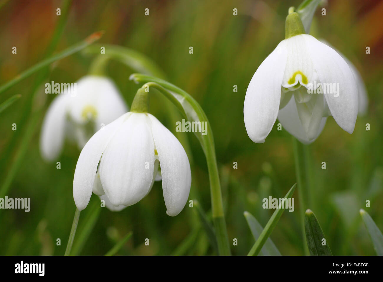 Candlemas flower hi-res stock photography and images - Alamy