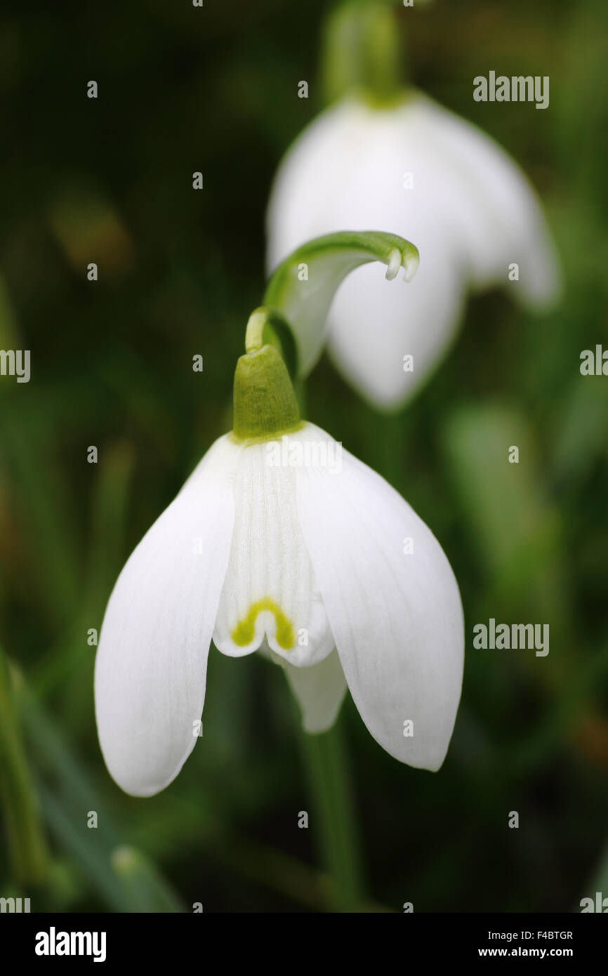 Snowdrop onion hi-res stock photography and images - Alamy