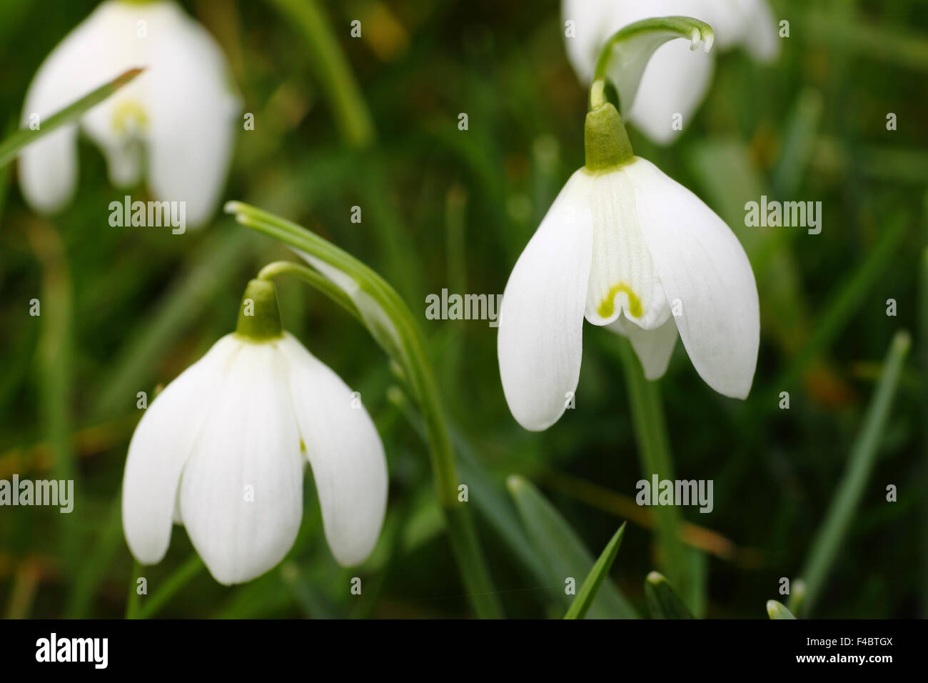 Candlemas flower hi-res stock photography and images - Alamy
