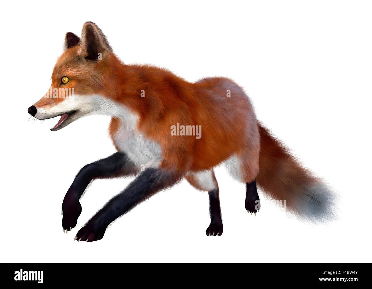 3D digital render of a red fox isolated on white background Stock Photo ...