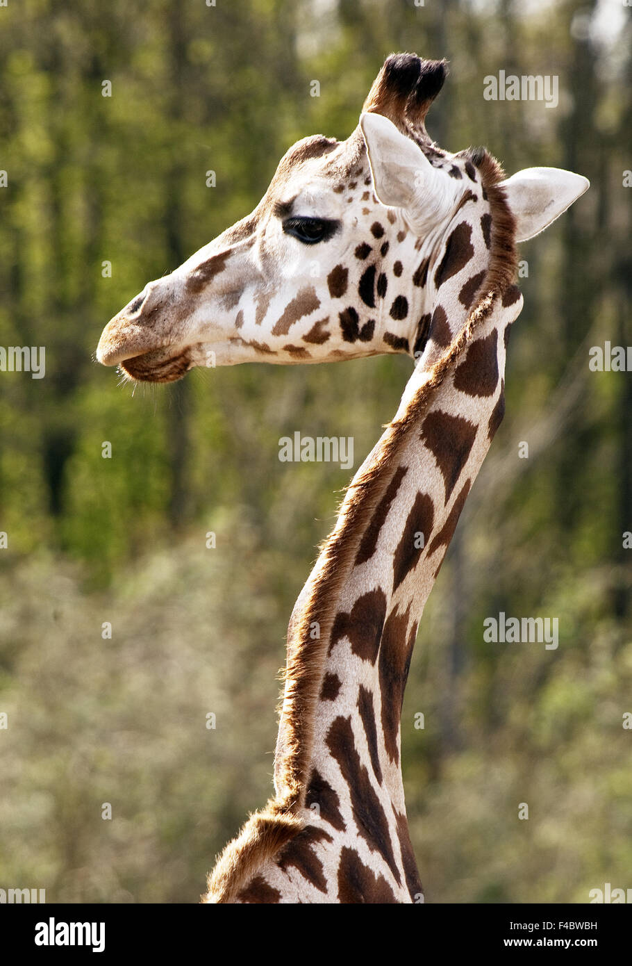 Giraffe, Zoo Zoom, Gelsenkirchen, Germany Stock Photo - Alamy