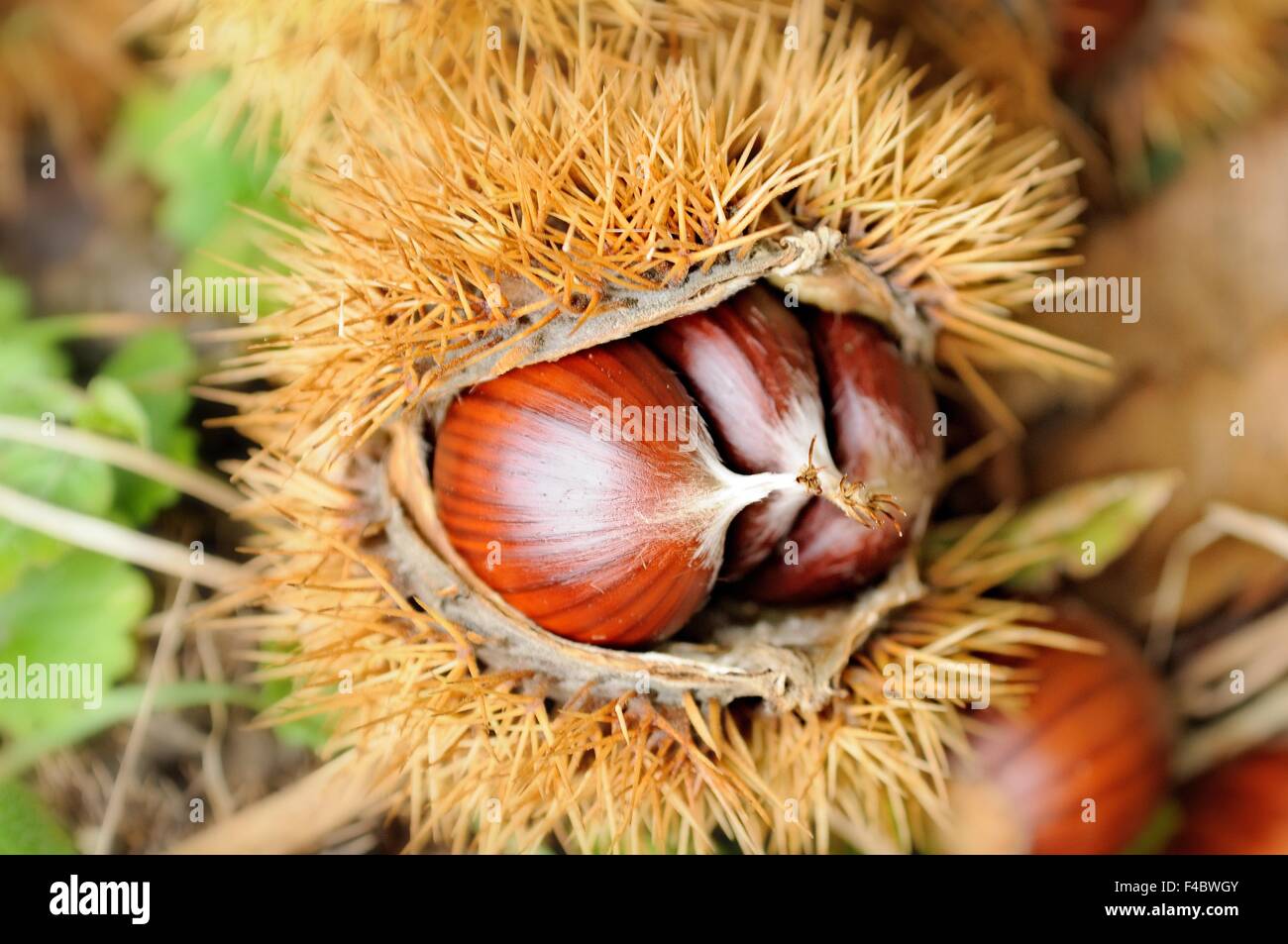 in the fruit capsule chestnut Stock Photo - Alamy