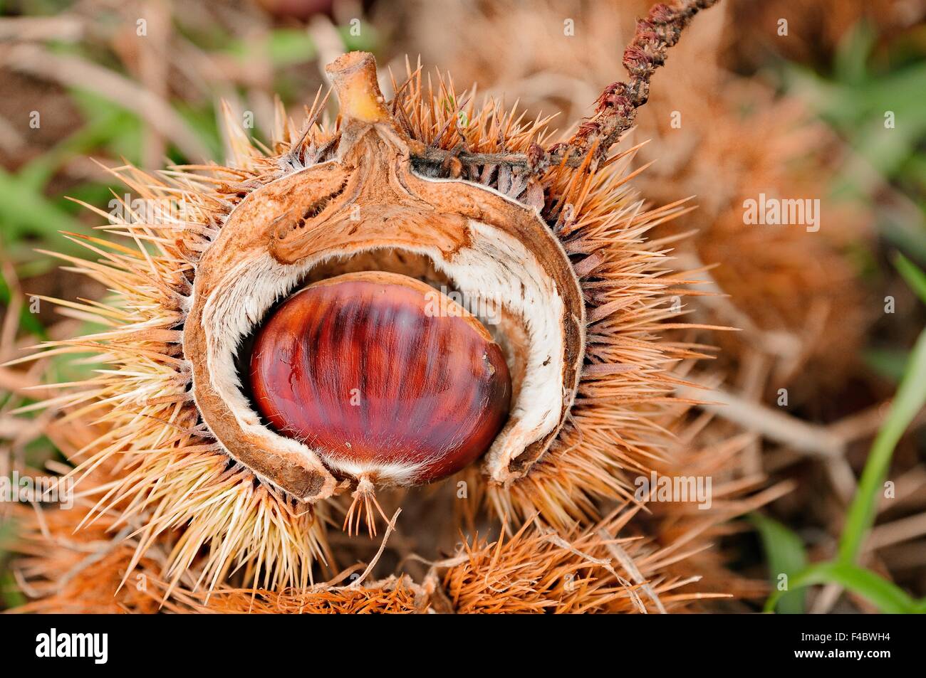 Chestnut fruit kept in the fruit bowl Stock Photo - Alamy