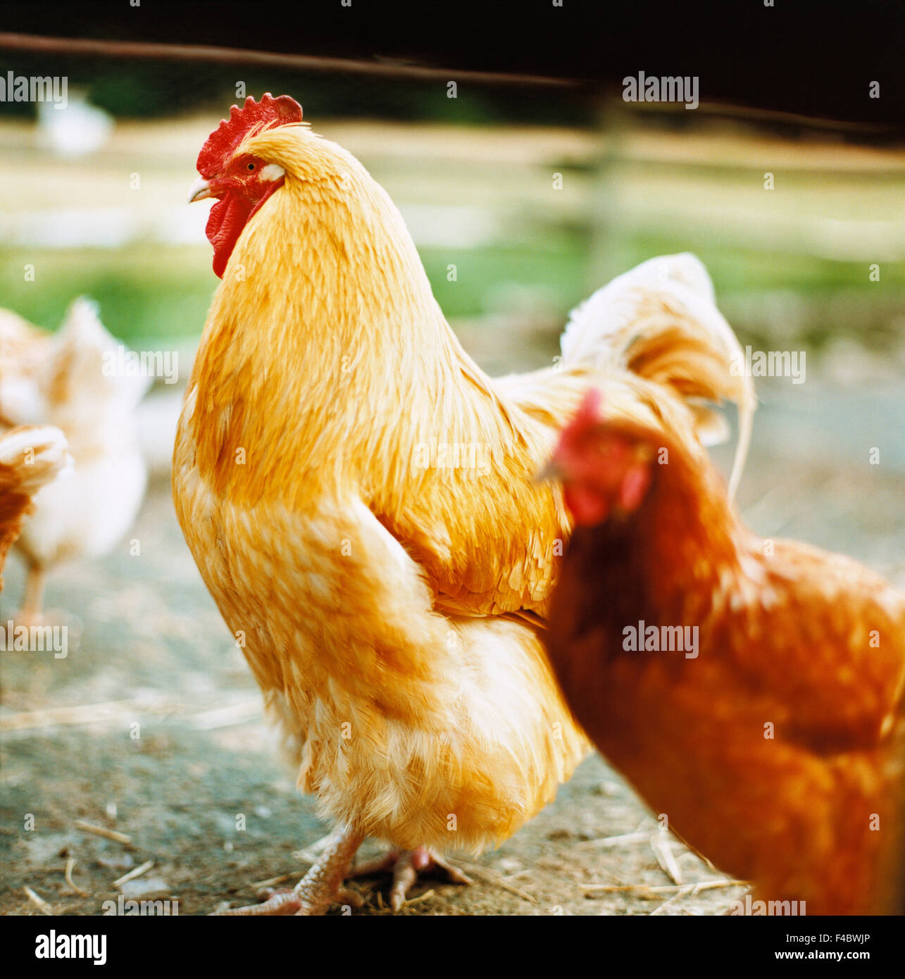 brown chicken-farm color image hen rooster Scandinavia square Sweden ...