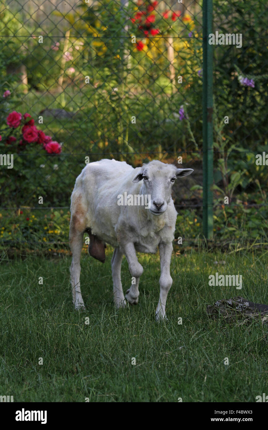 old sheared sheep Stock Photo - Alamy