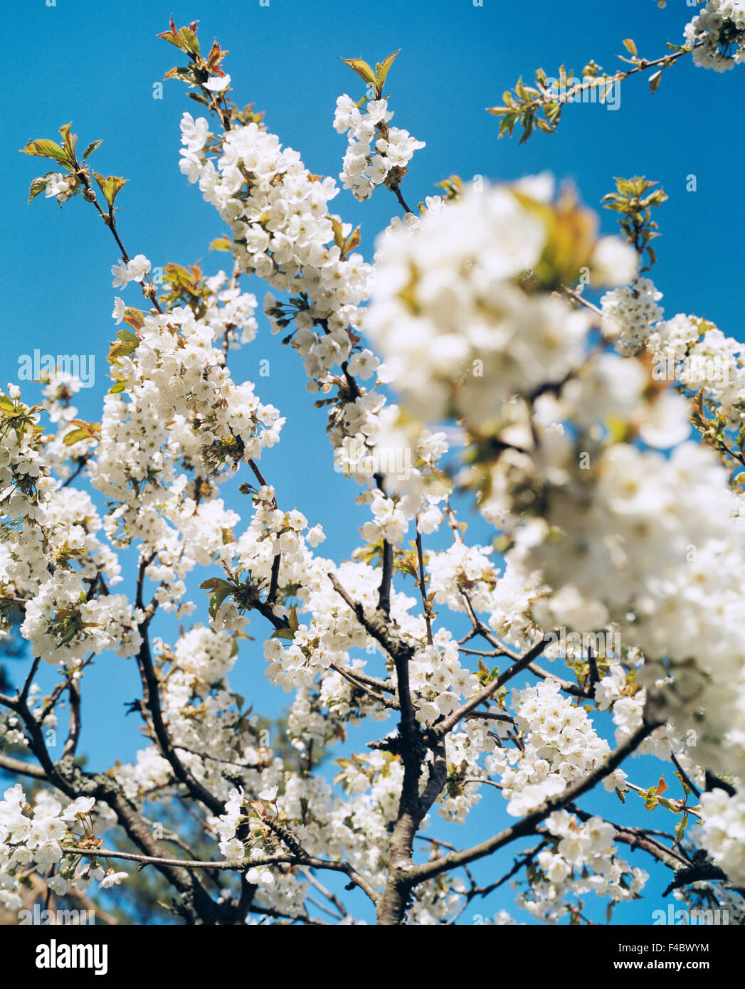 blossoming blue branch cherry clear sky close-up color image cultivate ...