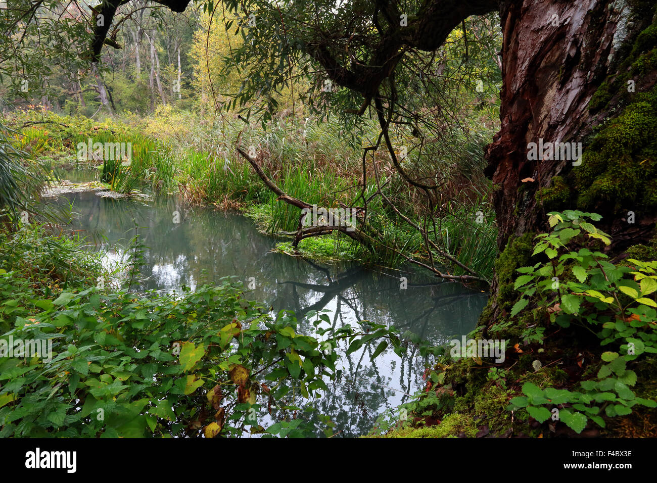 Danube floodplain forest, Germany, Bavaria Stock Photo - Alamy