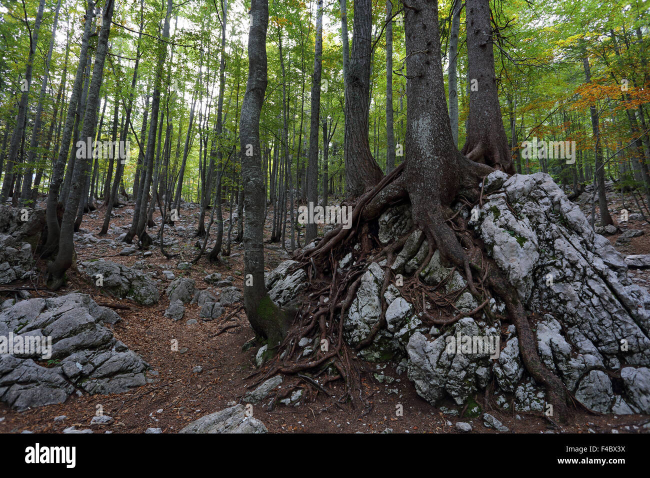 Mountain forest, Karawanks, Alps, Slovenia Stock Photo - Alamy