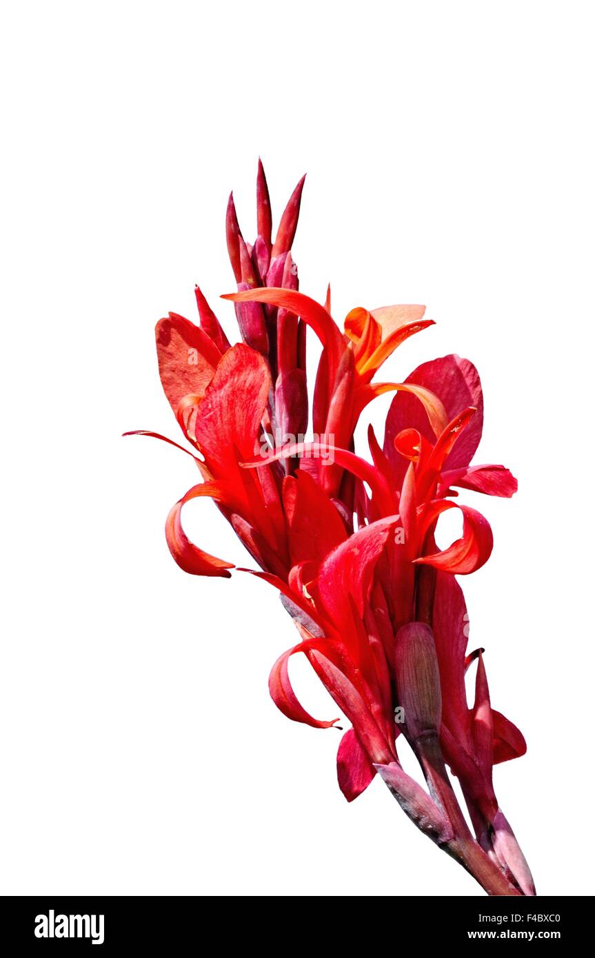 Red canna hi-res stock photography and images - Alamy