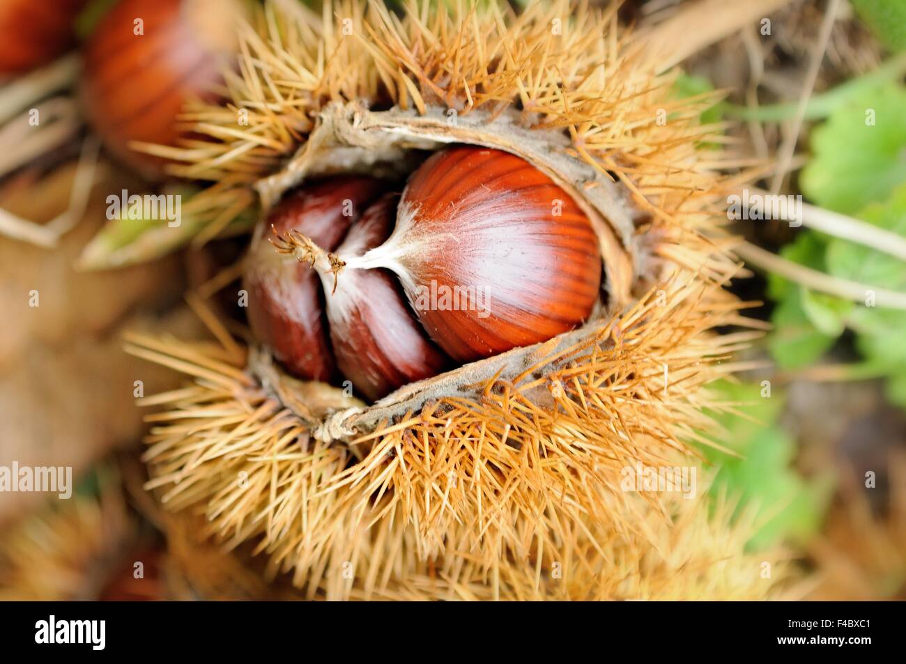ripe chestnuts with the fruit capsule Stock Photo - Alamy