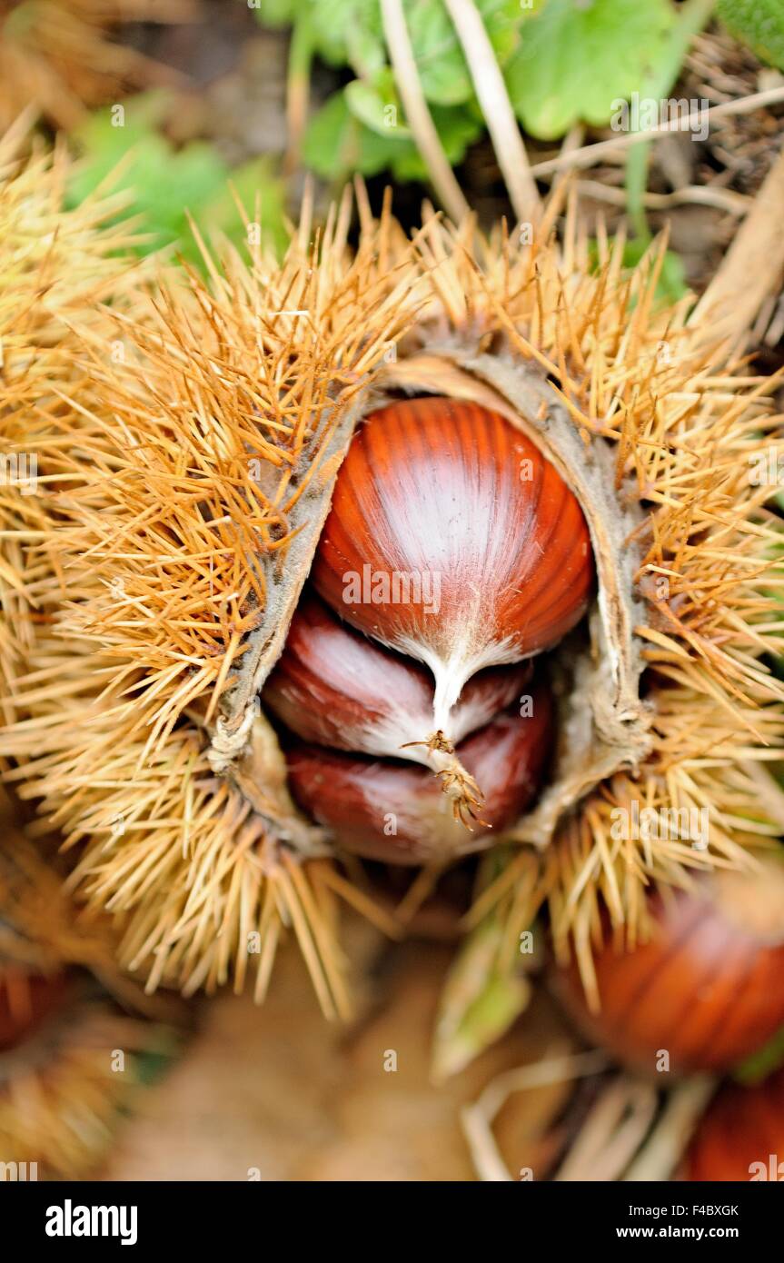 open fruit capsule with chestnuts Stock Photo - Alamy