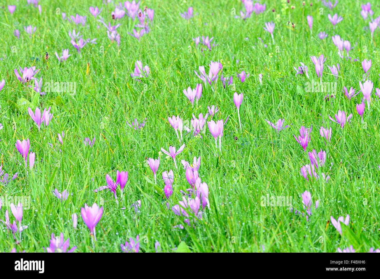 Poison crocus hi-res stock photography and images - Alamy