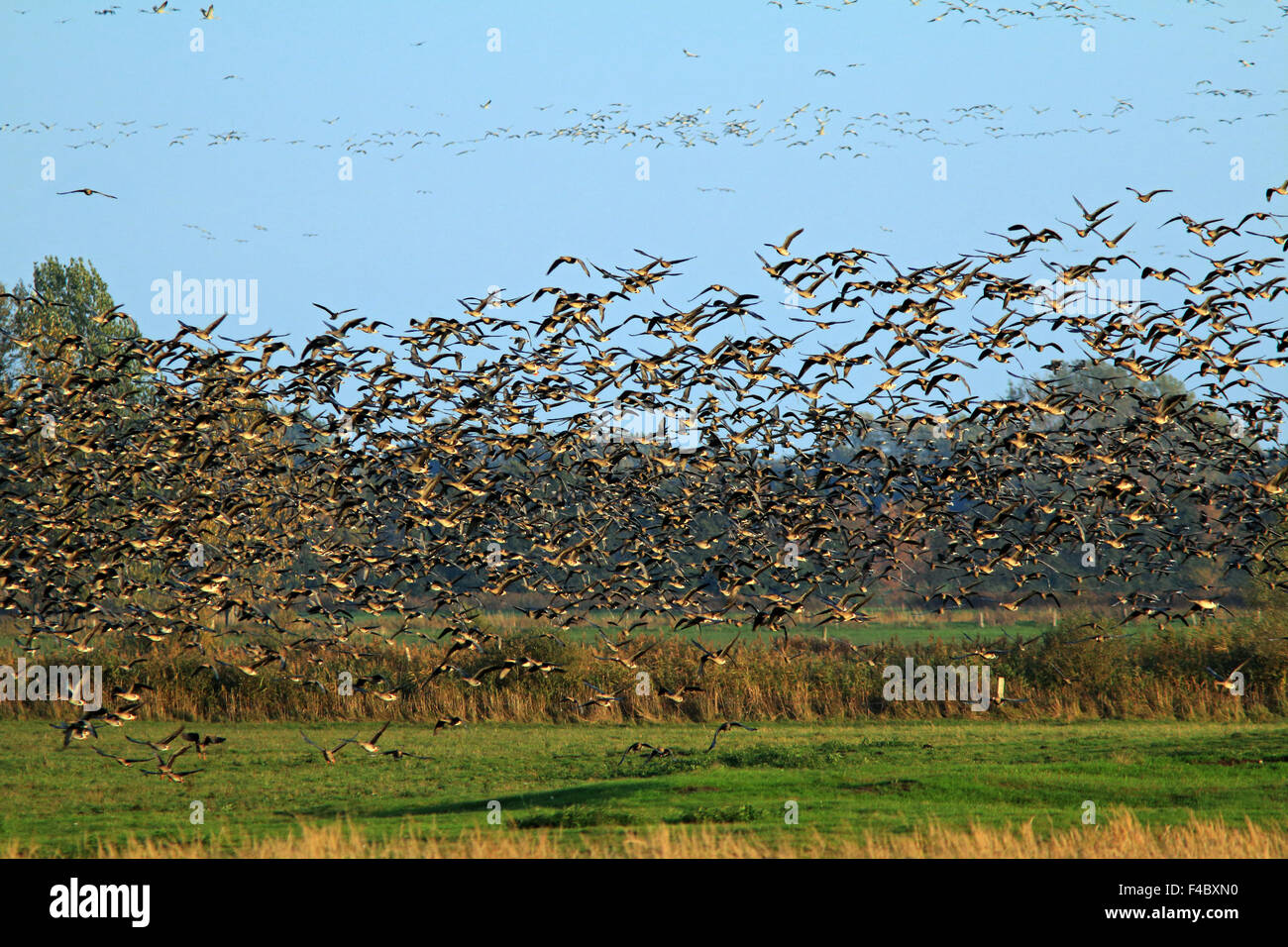 Bean geese in Northern Germany Stock Photo - Alamy