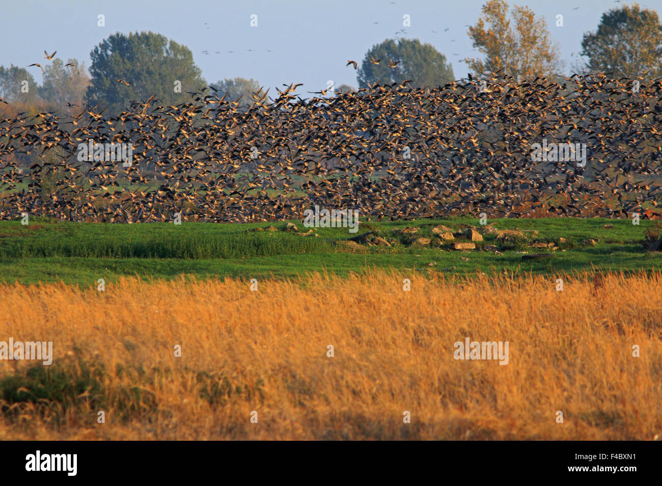 Bean geese in Northern Germany Stock Photo - Alamy