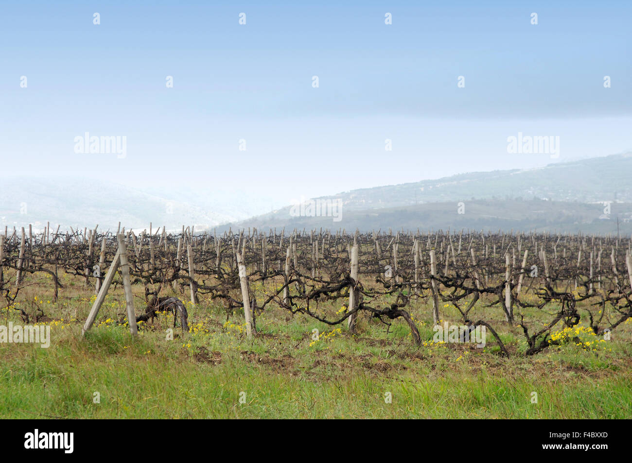 Vines on pillars hi-res stock photography and images - Alamy