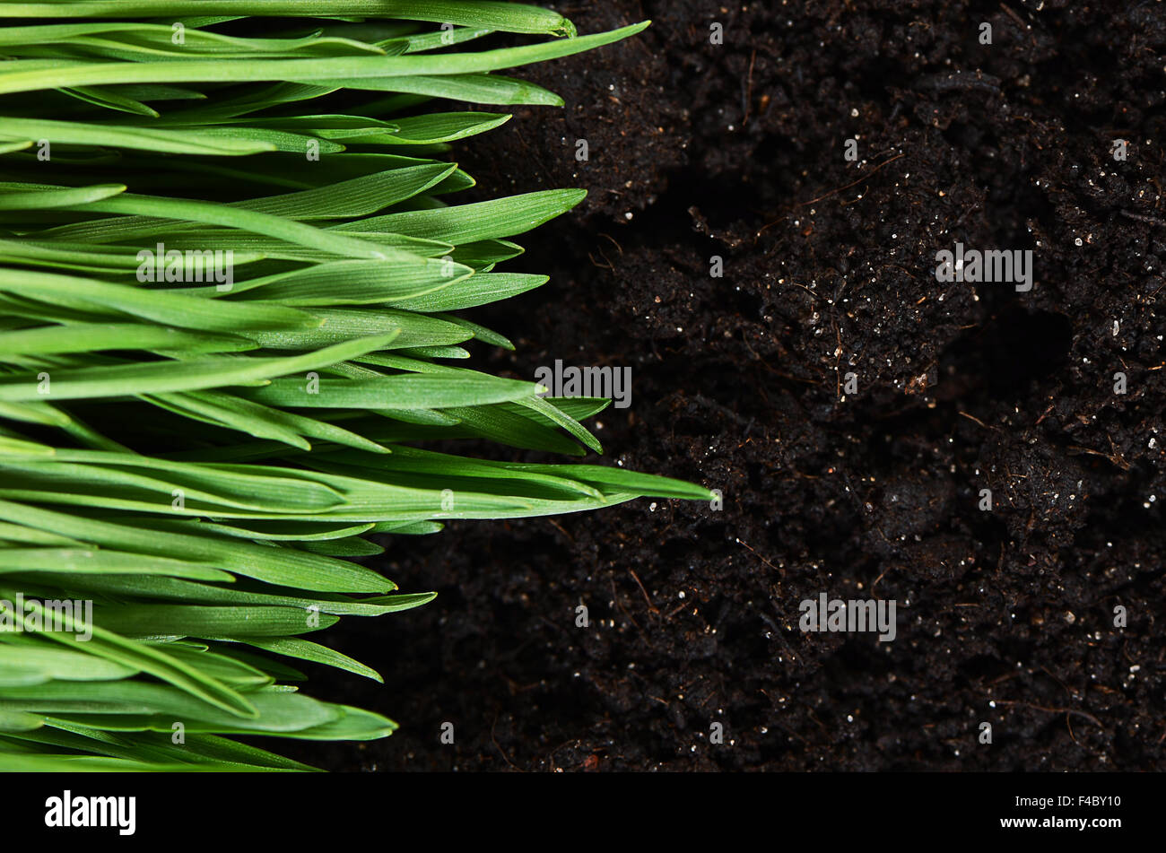 Green grass with a ground Stock Photo - Alamy