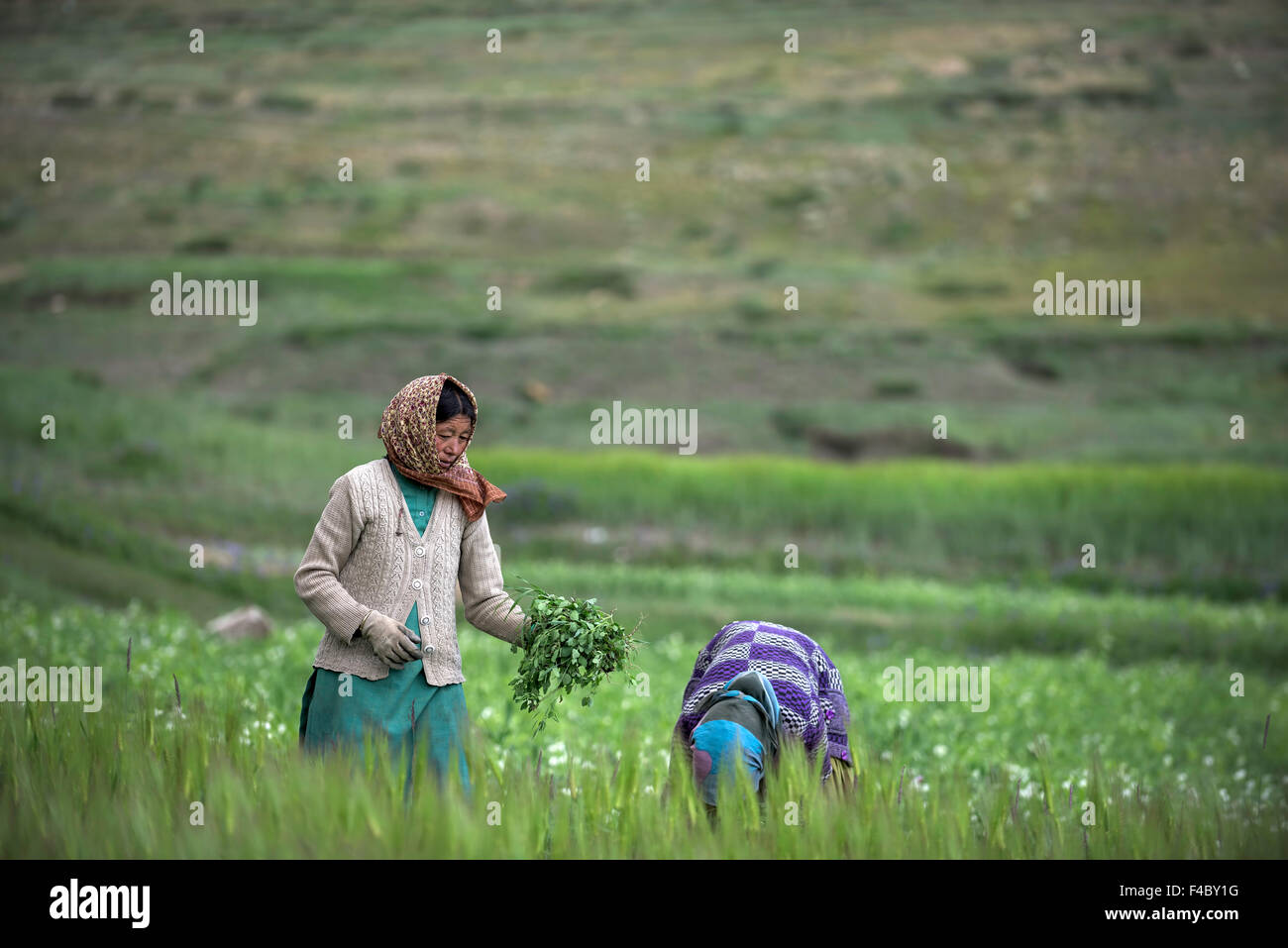 Women are working and busy in barley fields Stock Photo - Alamy
