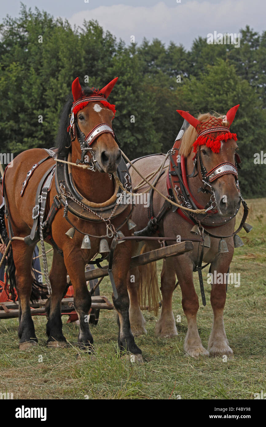 Vlaams paard hi-res stock photography and images - Alamy