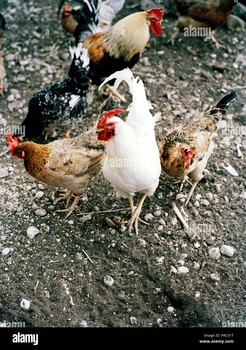 Chicken farm animals hi-res stock photography and images - Alamy