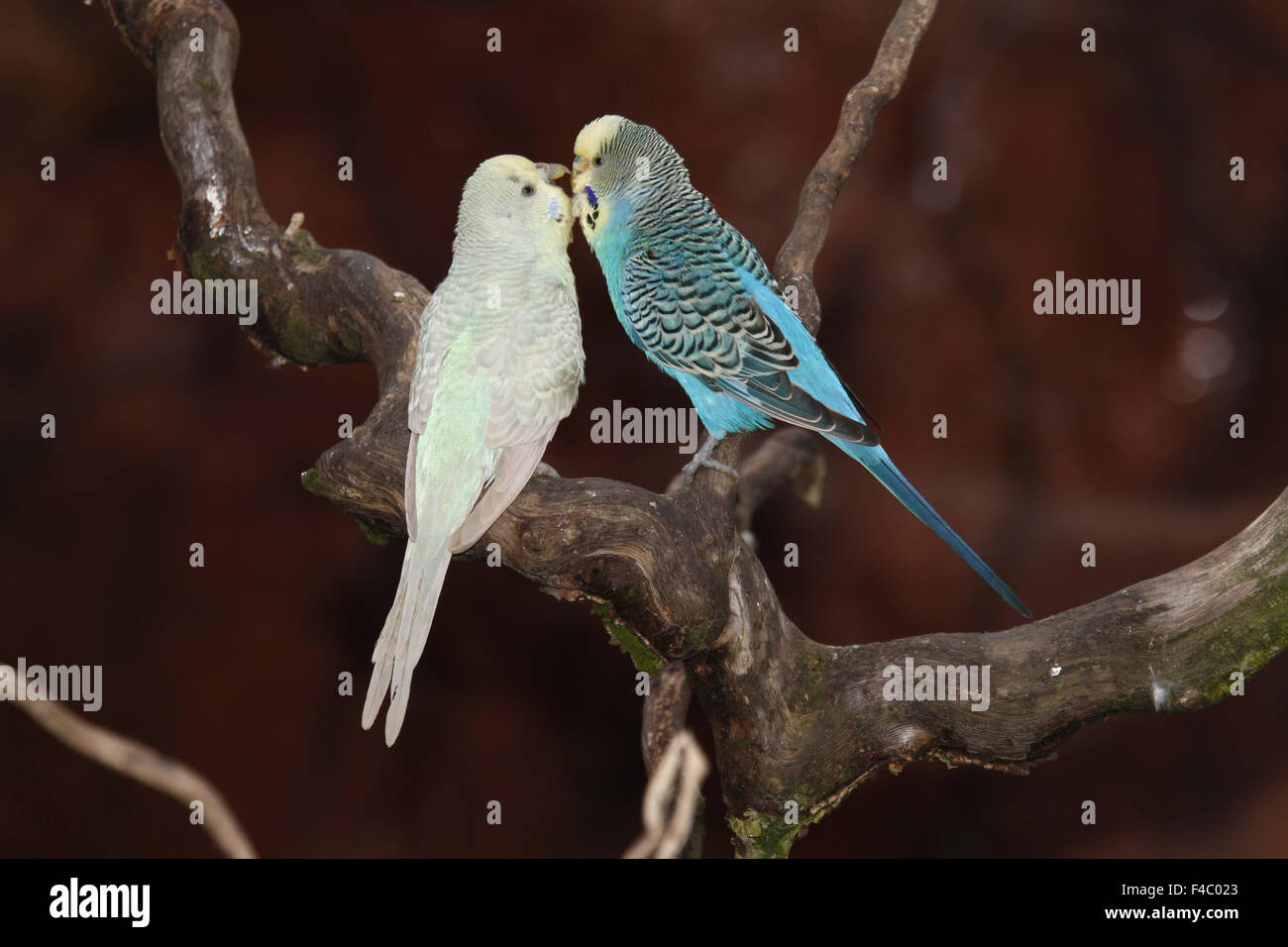 Blue budgies hi-res stock photography and images - Alamy