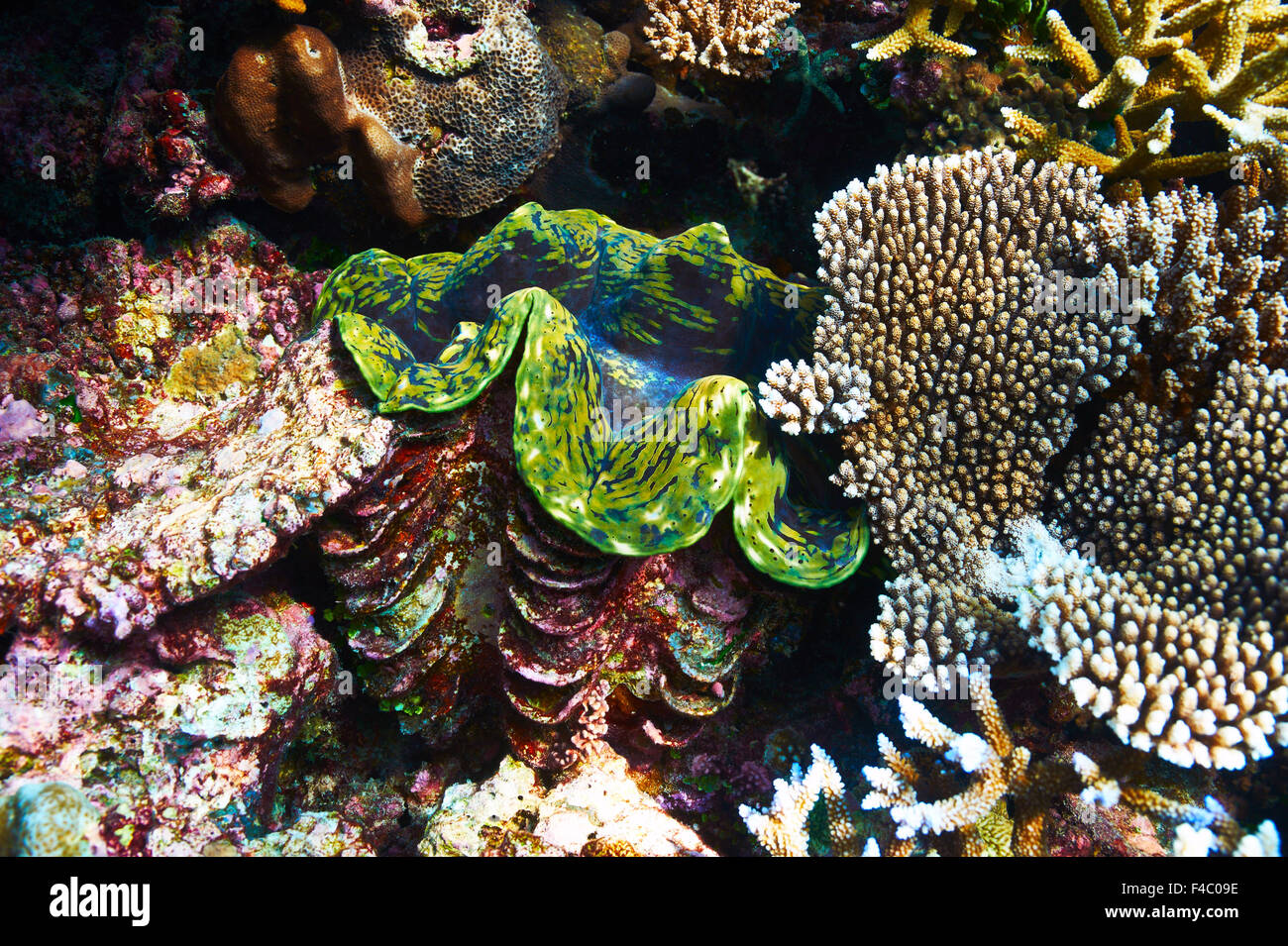 Giant clam at the tropical coral reef Stock Photo - Alamy