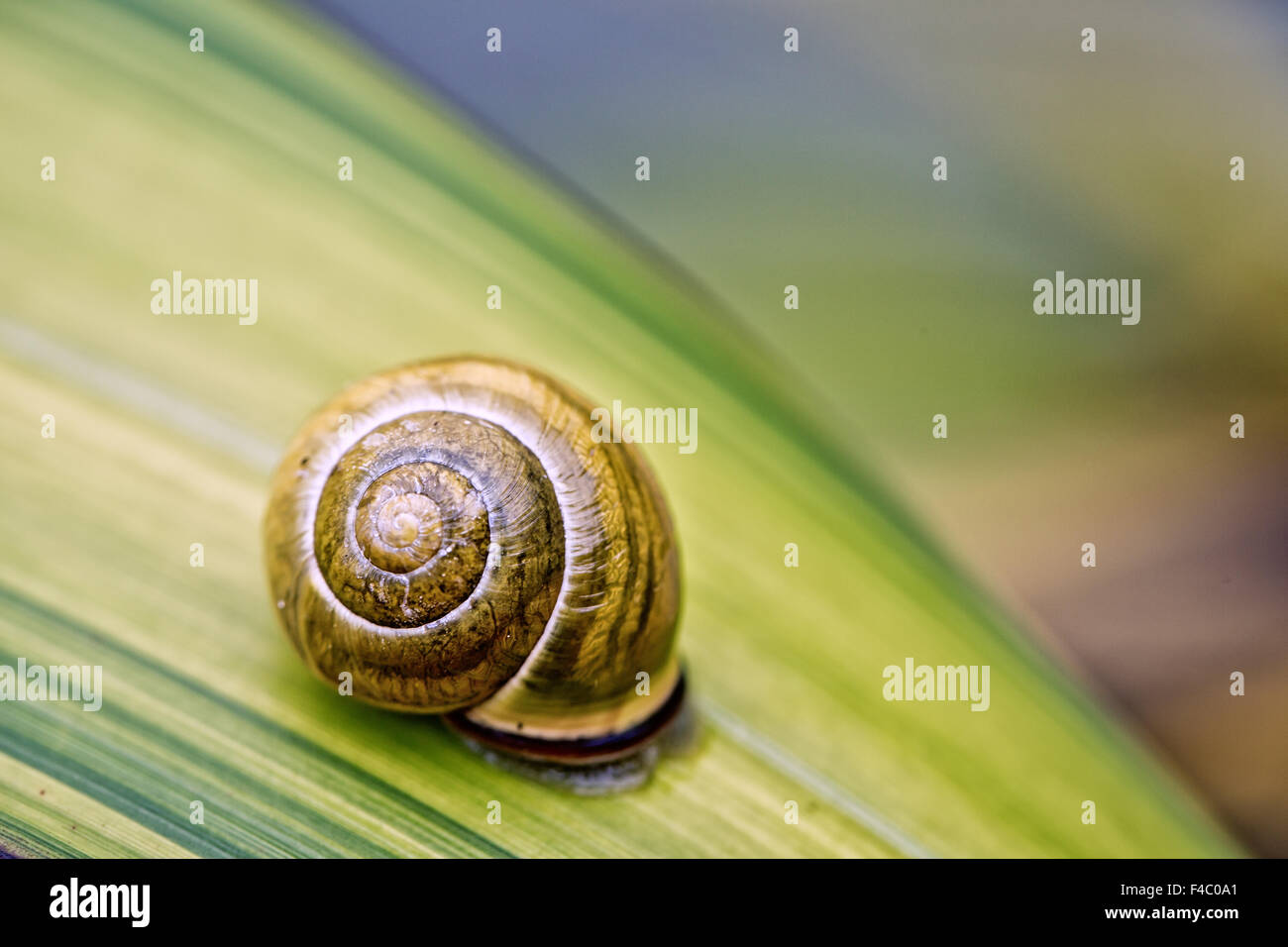 Snail body hi-res stock photography and images - Alamy