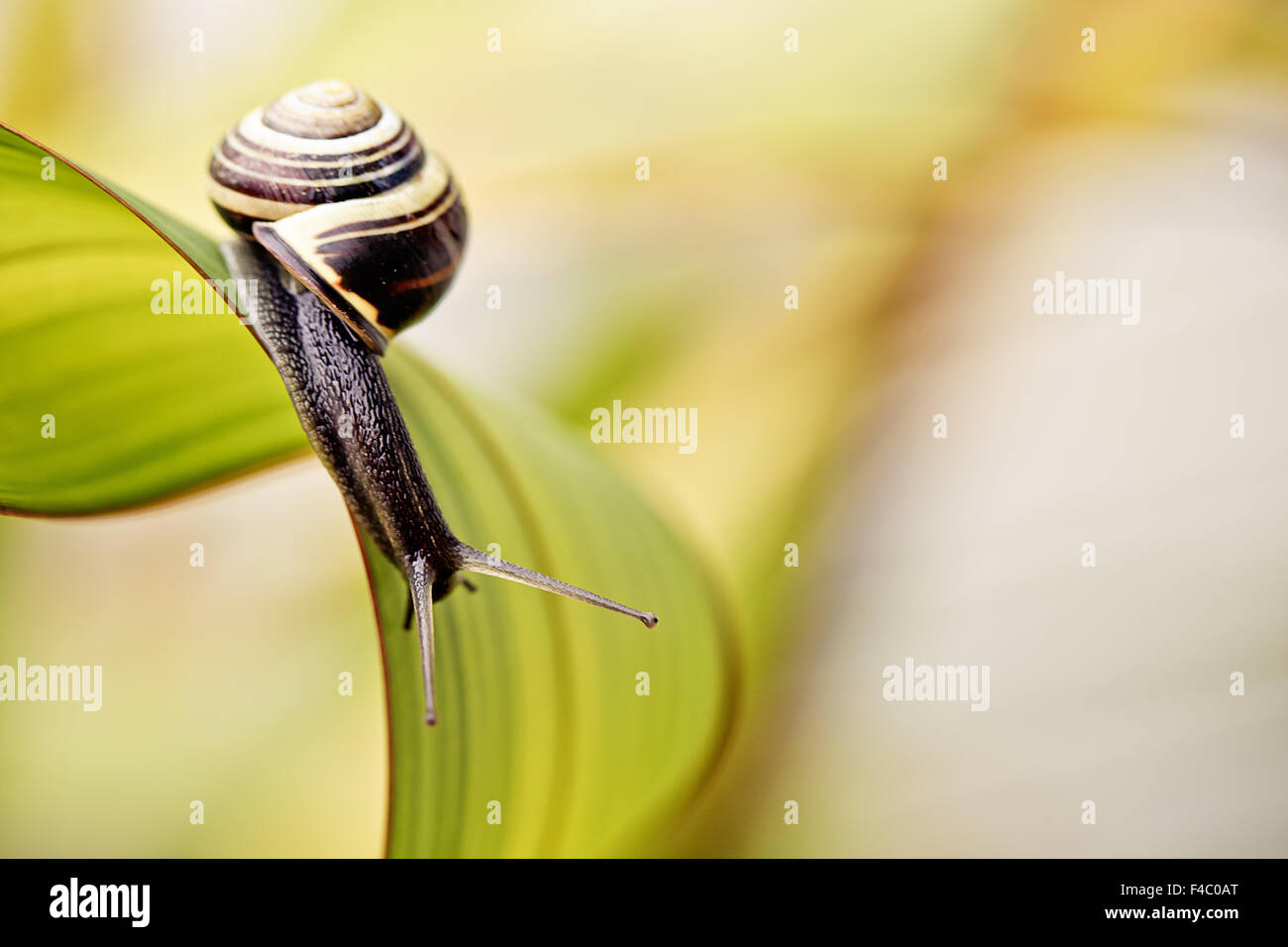 Snail eyes hi-res stock photography and images - Alamy