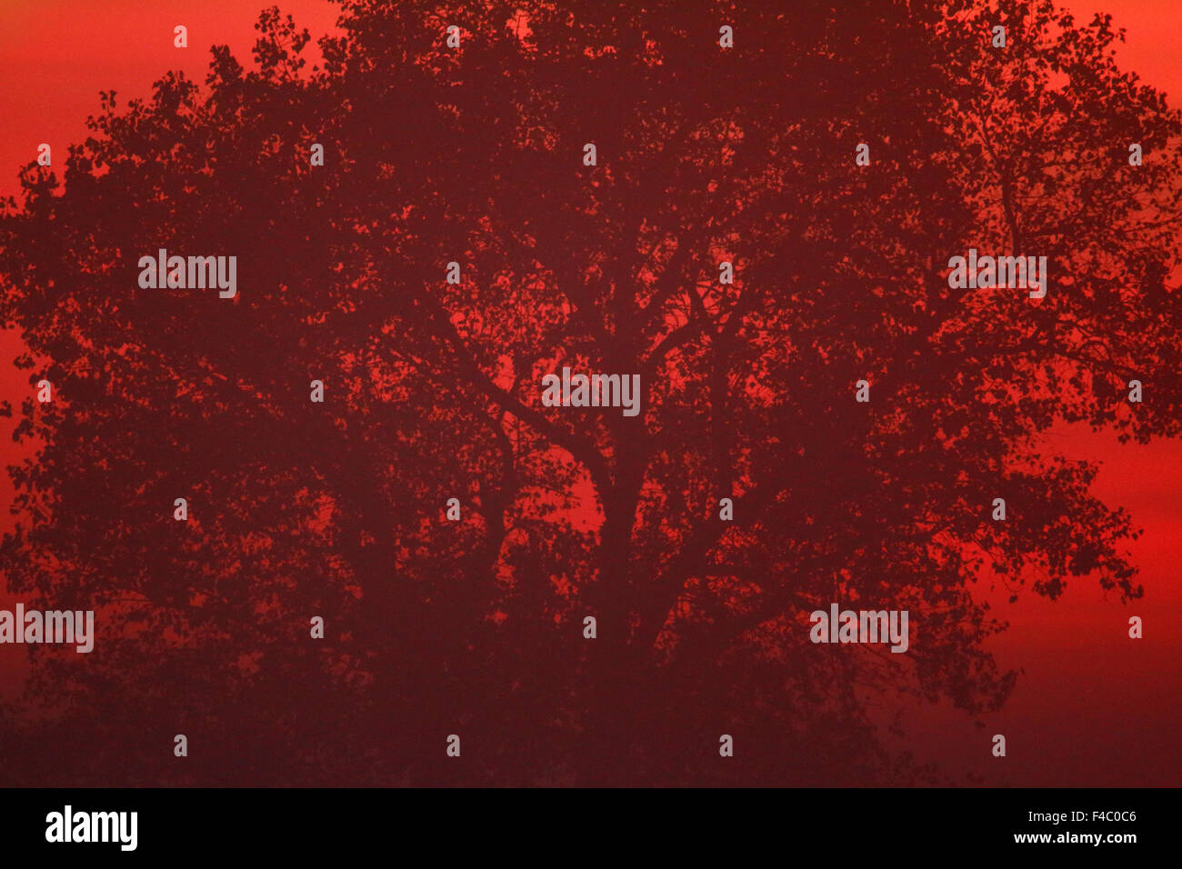 August in germany hi-res stock photography and images - Alamy