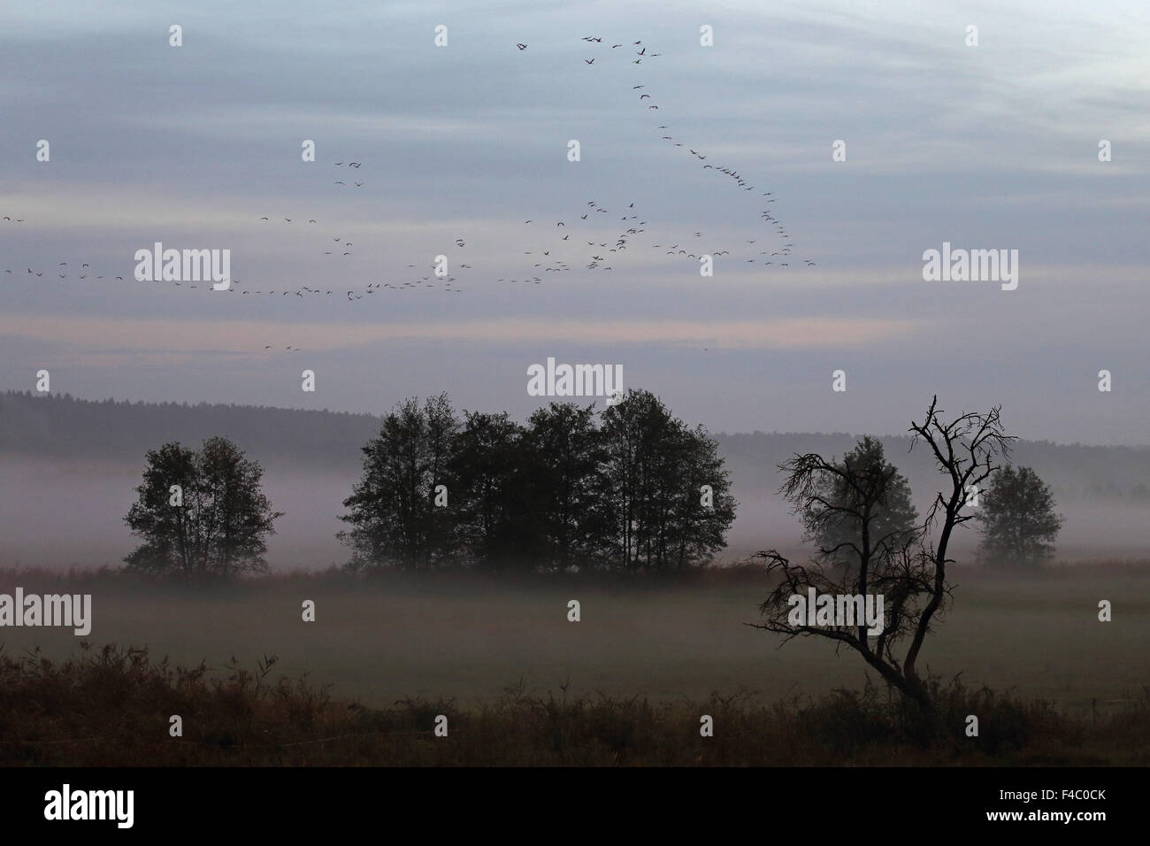 Marshland hi-res stock photography and images - Alamy