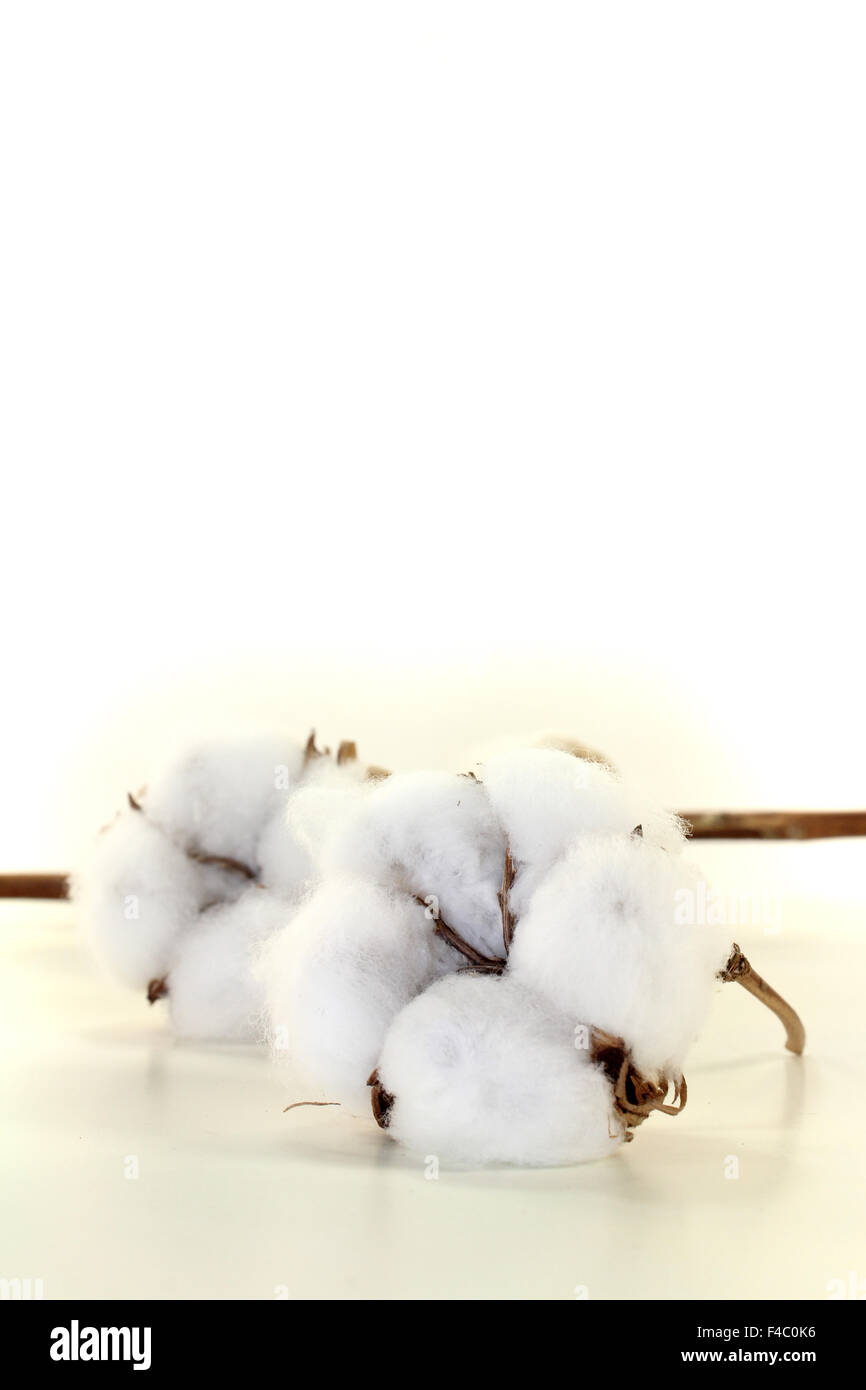 white cotton with twig Stock Photo - Alamy