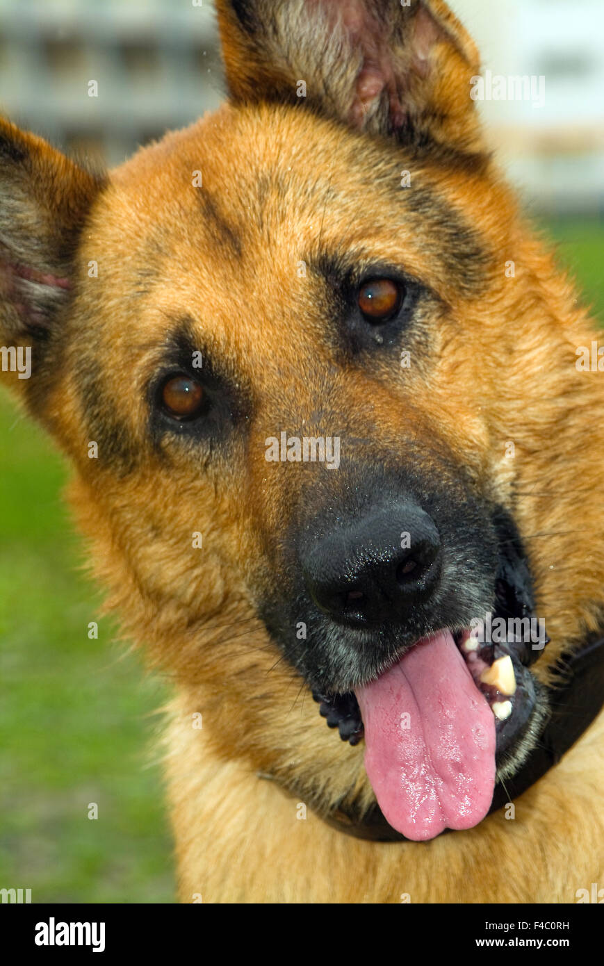 Strong defender hi-res stock photography and images - Alamy