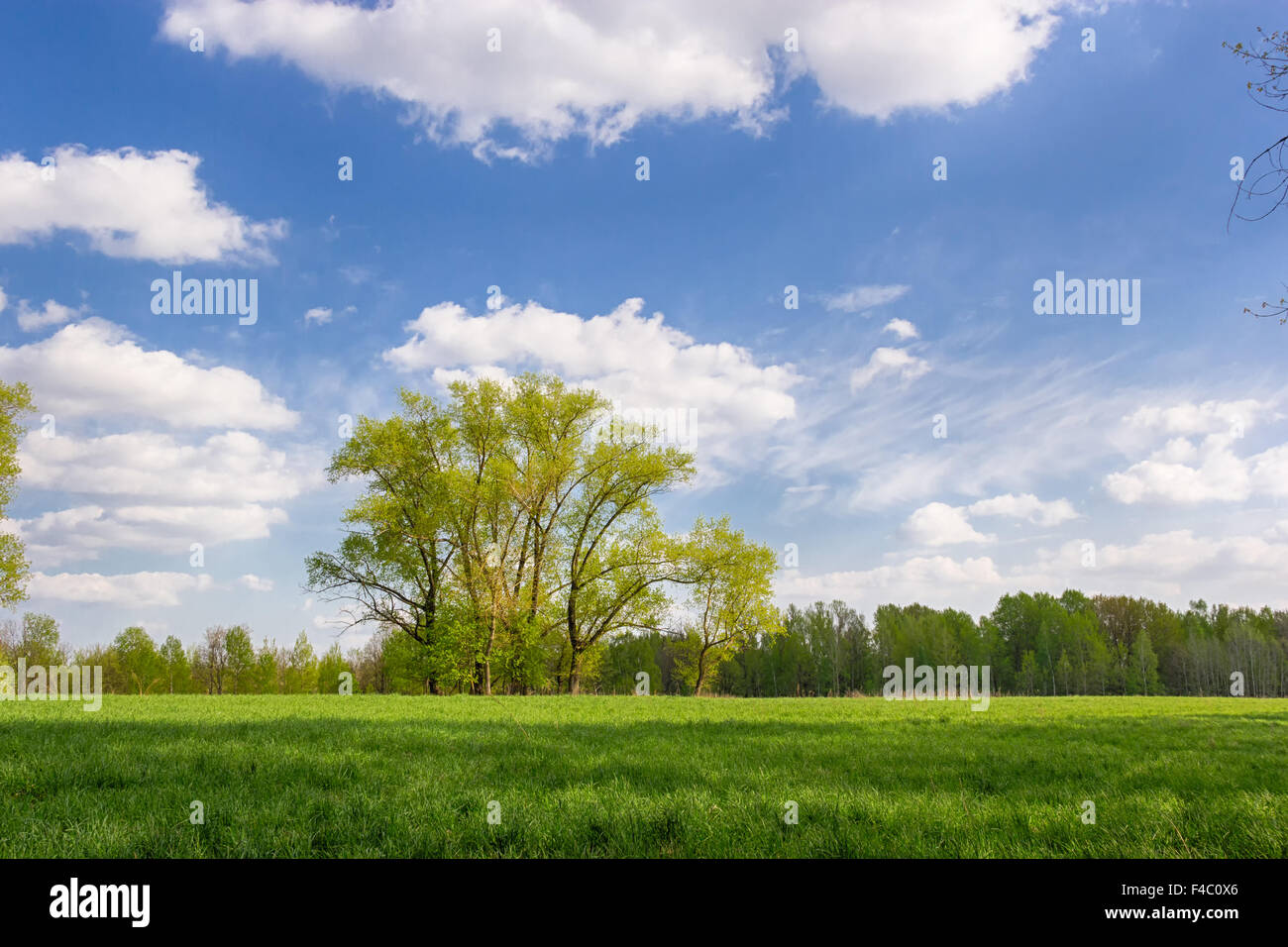 first green 2 Stock Photo - Alamy