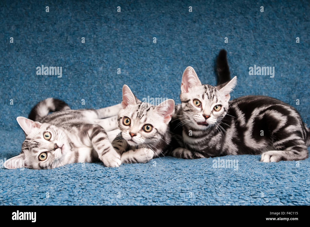 Three american shorthared kitten form one litter lying on sofa Stock ...