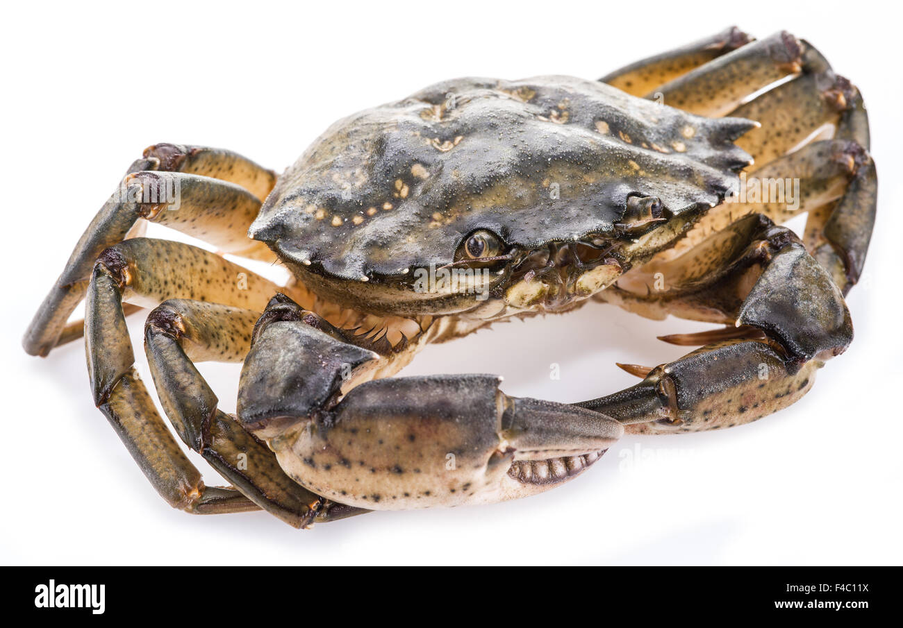 Carcinus maenas -edible alive crab isolated on a white background Stock ...