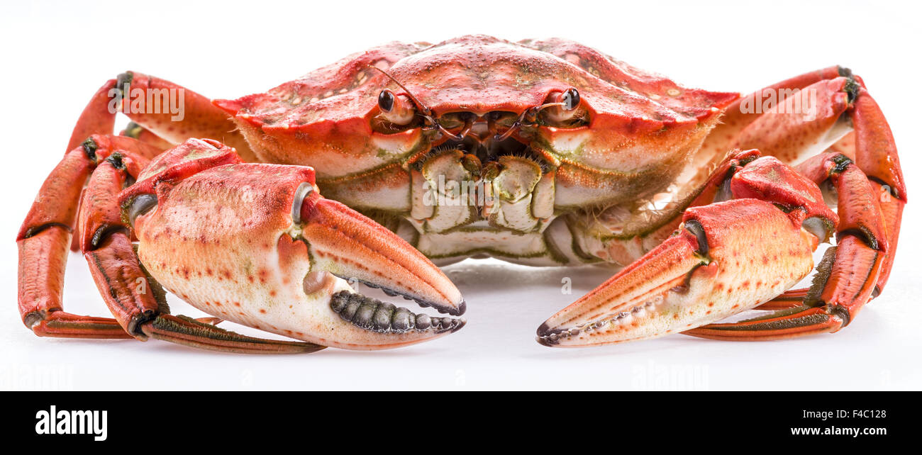 Cooked crab isolated on a white background Stock Photo - Alamy
