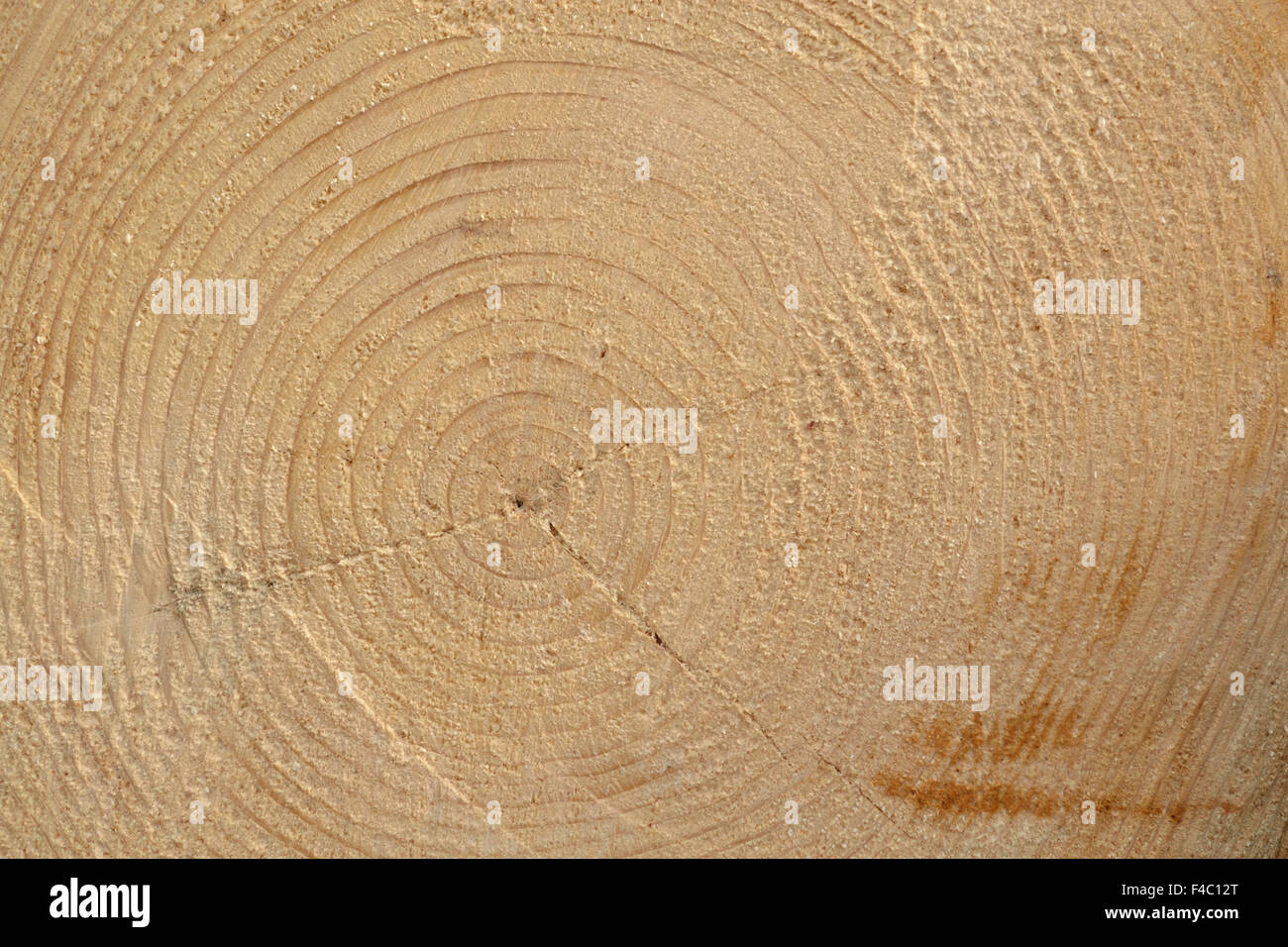 Annual rings of a spruce tree Stock Photo - Alamy