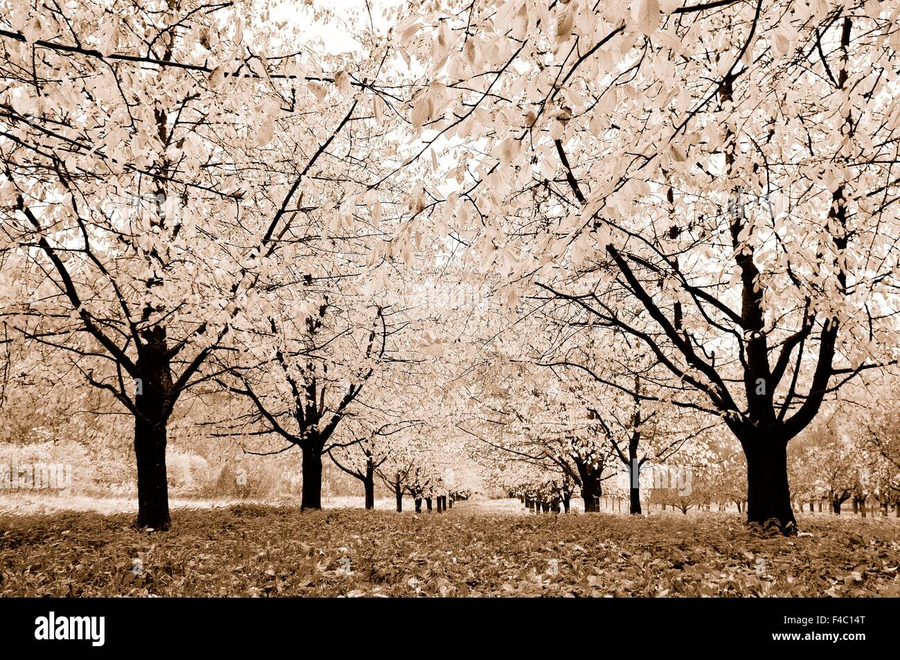 golden in the fall in sepia Stock Photo - Alamy
