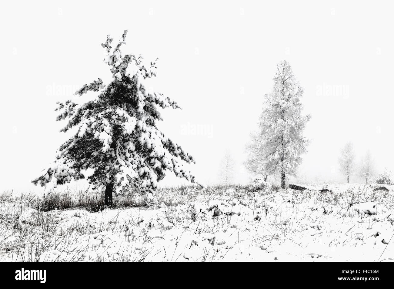 Black forest trees in germany hi-res stock photography and images - Alamy