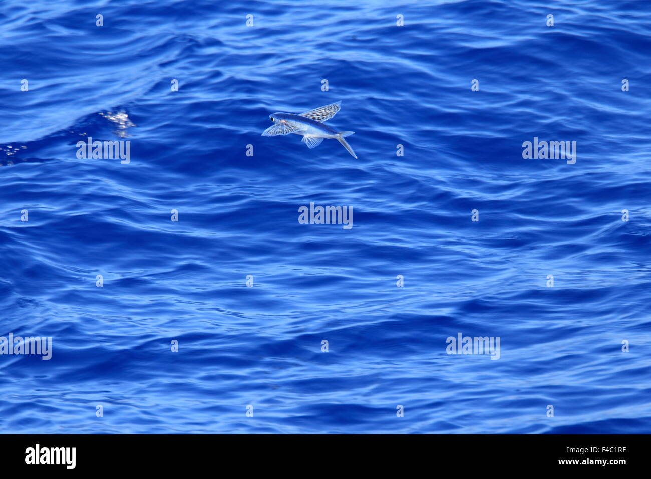 Flying fish hi-res stock photography and images - Alamy