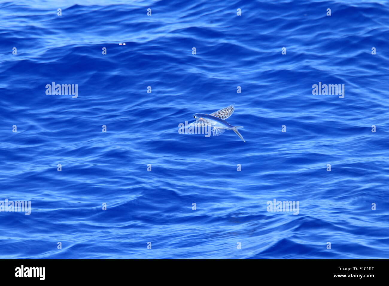 Flyingfish hi-res stock photography and images - Alamy
