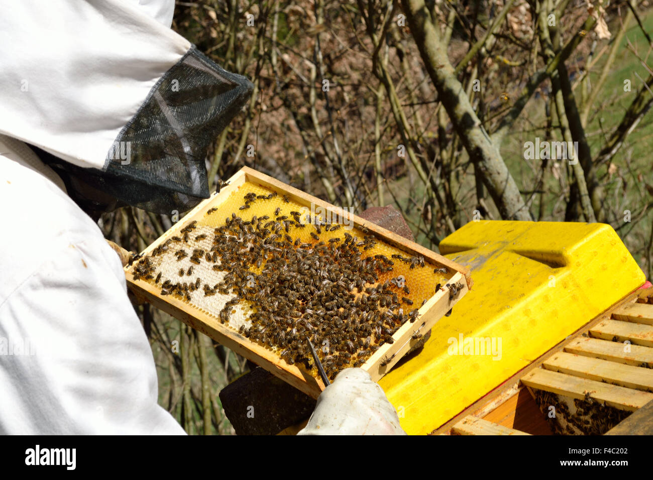 Insect clothing hi-res stock photography and images - Alamy