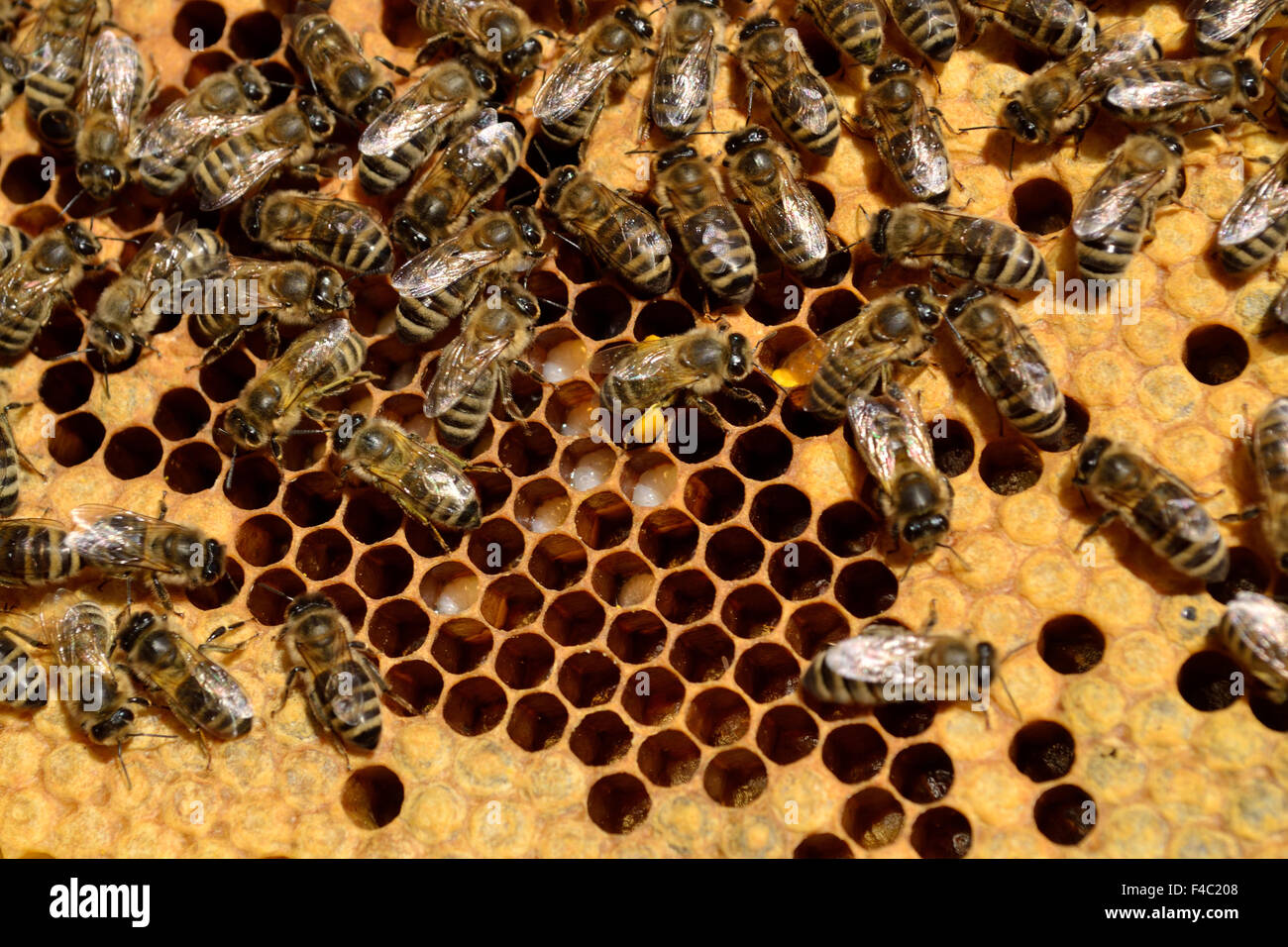 Bienenstock hintergrund hi-res stock photography and images - Alamy
