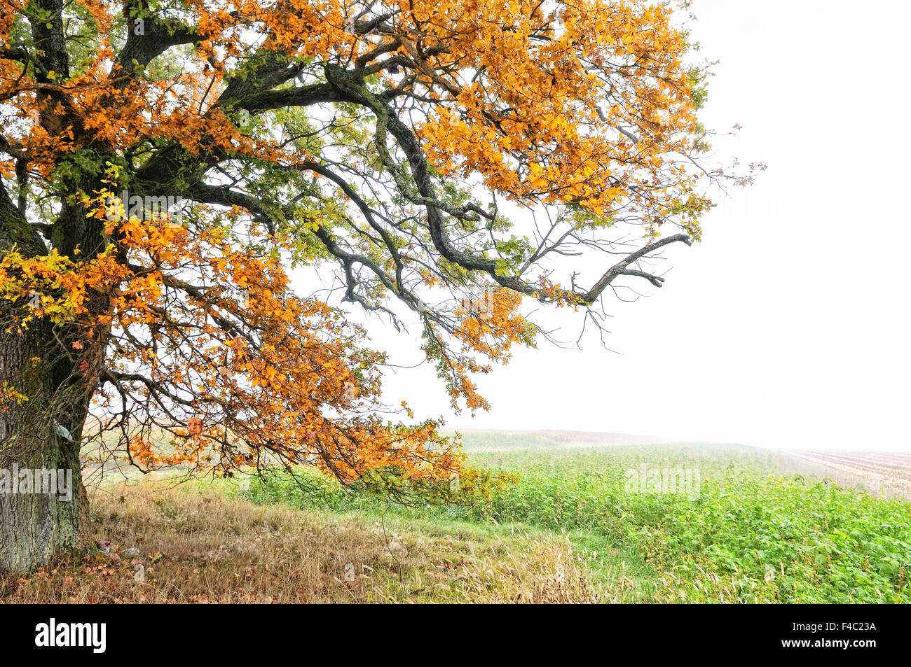 Autumn in the woods and fields Stock Photo - Alamy