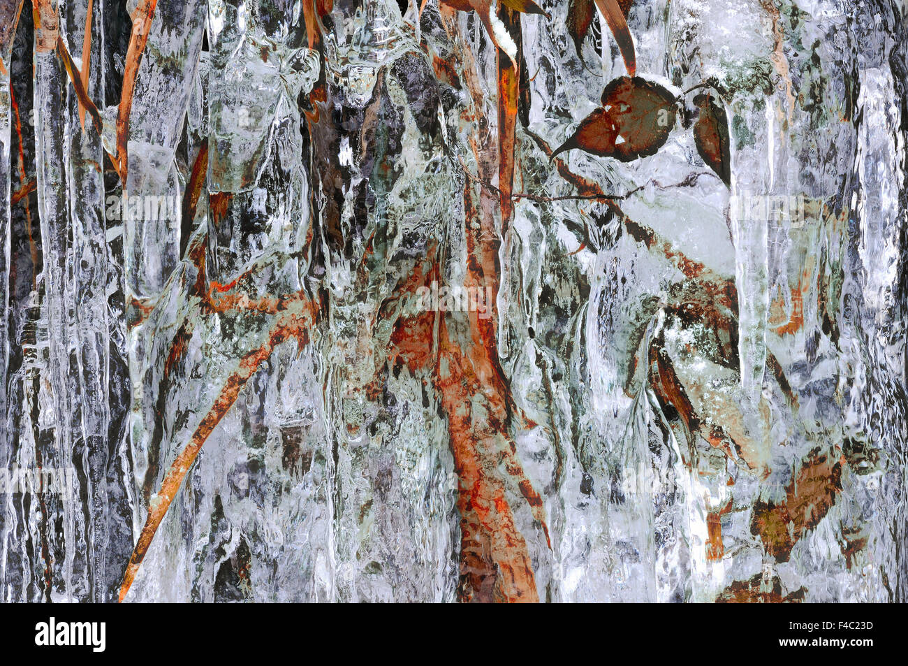 Withered shapes hi-res stock photography and images - Alamy