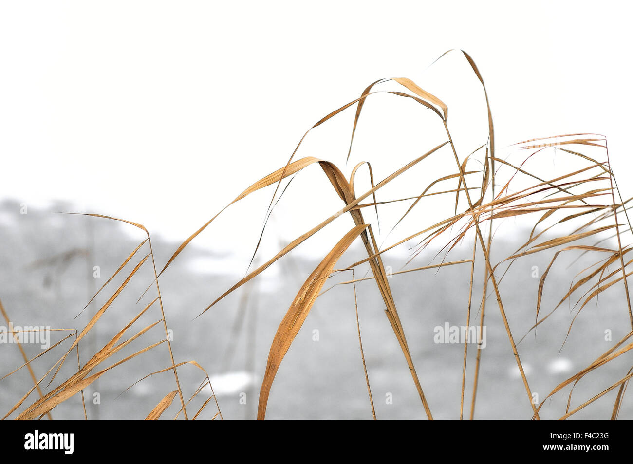 Withered reed hi-res stock photography and images - Alamy