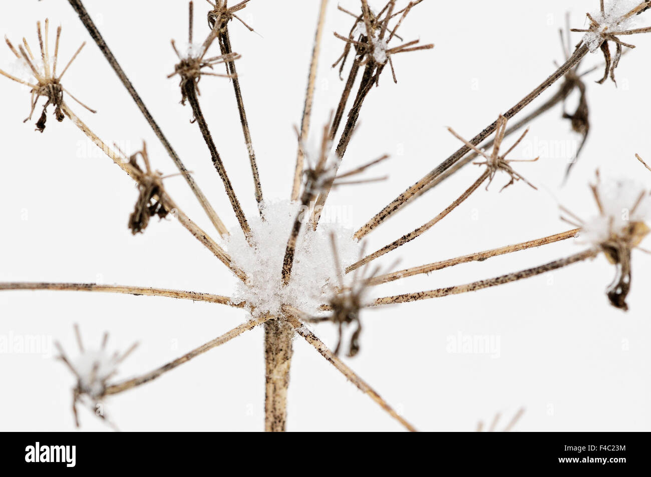 Cow Parsley with snow Stock Photo - Alamy