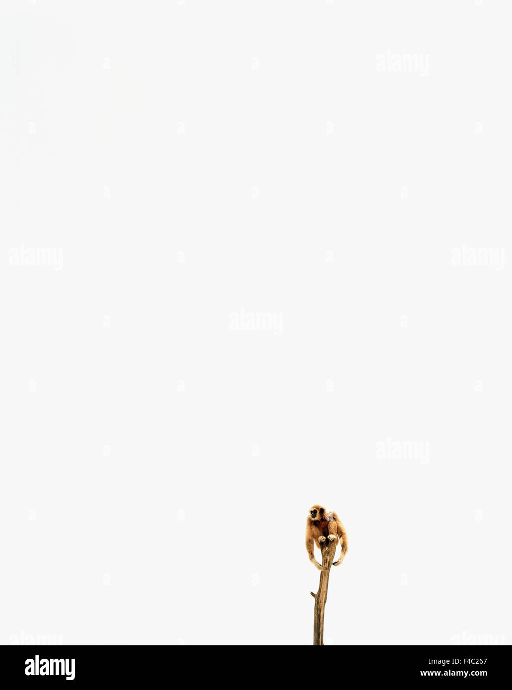 Monkey stick Cut Out Stock Images & Pictures - Alamy