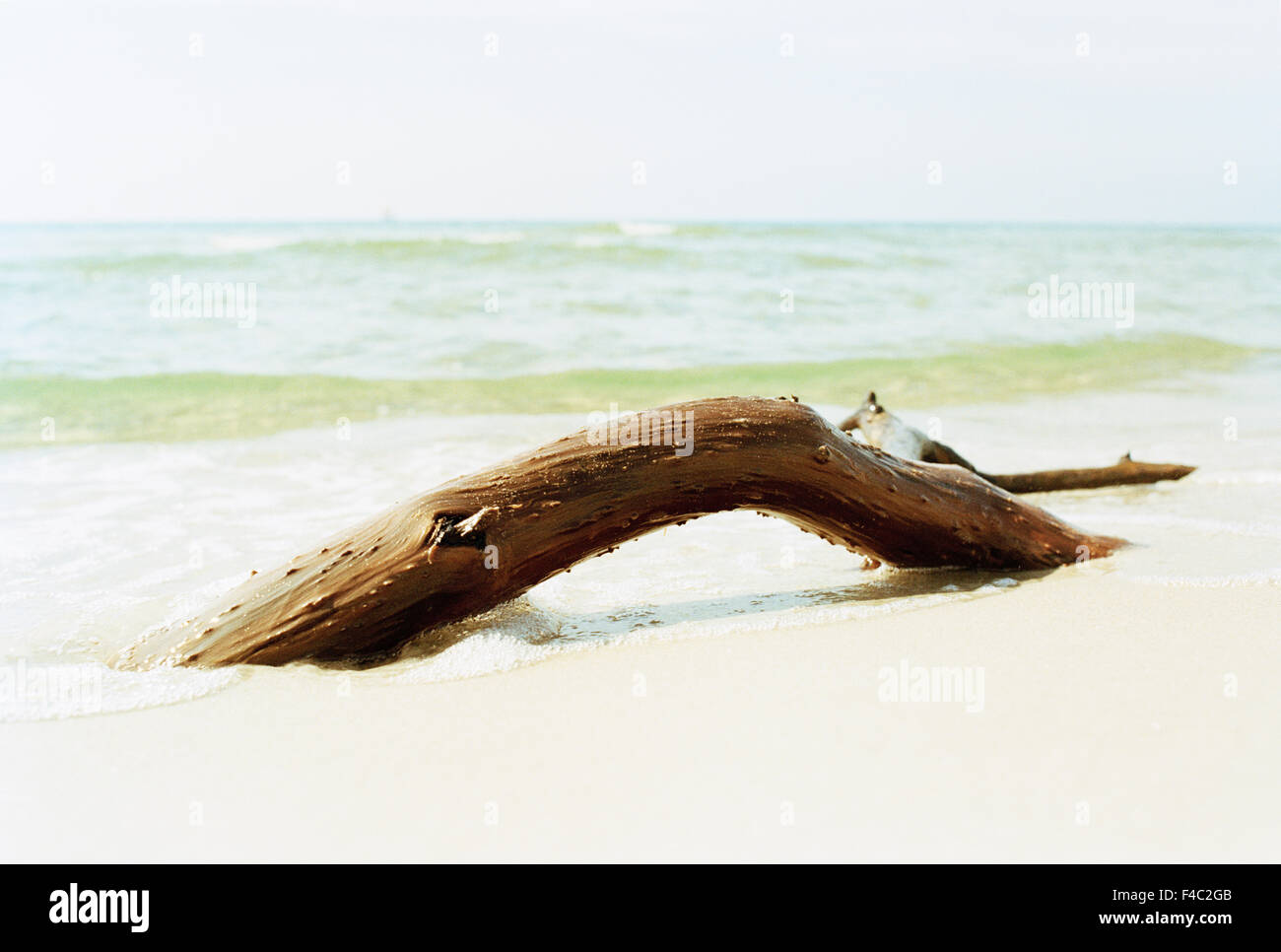 A Tree Branch on a Beach Stock Photo - Alamy